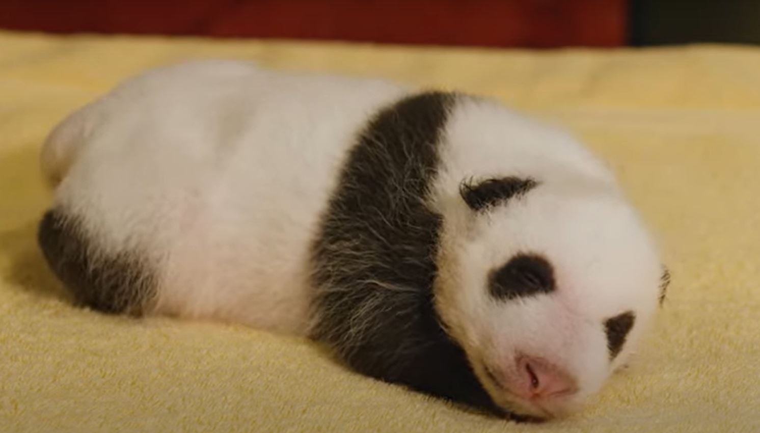 Farewell to Smithsonian's Giant Panda Cam: the best lo-fi entertainment ...